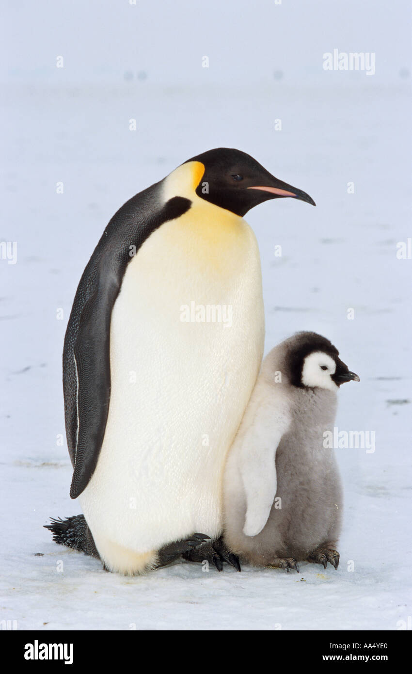 Emperor penguin cubs aptenodytes forsteri -Fotos und -Bildmaterial in ...