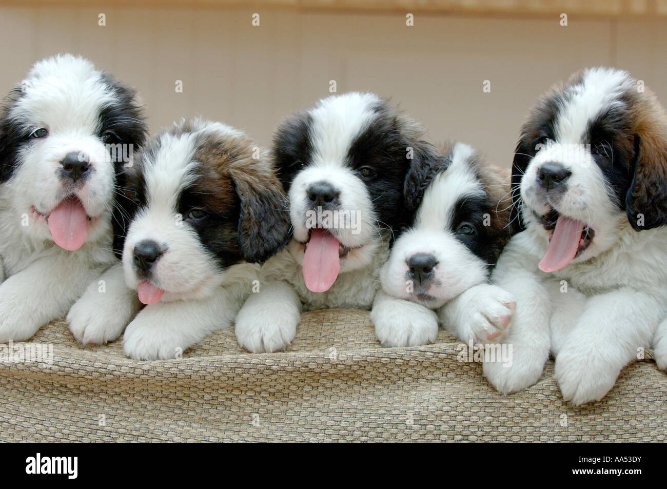 Tolle Bernhardiner Welpen