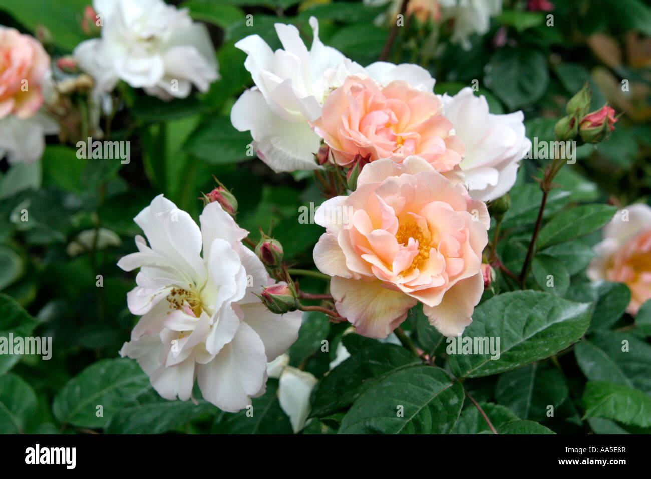 Rose penelope Stockfotos und -bilder Kaufen - Alamy