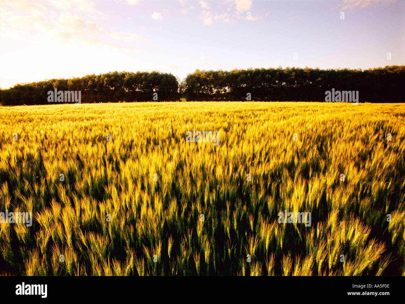 Reifem wachstum winterweizen -Fotos und -Bildmaterial in hoher ...