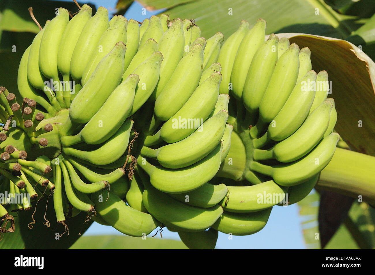 Bananas musa paradisiaca family musaceae -Fotos und -Bildmaterial in ...