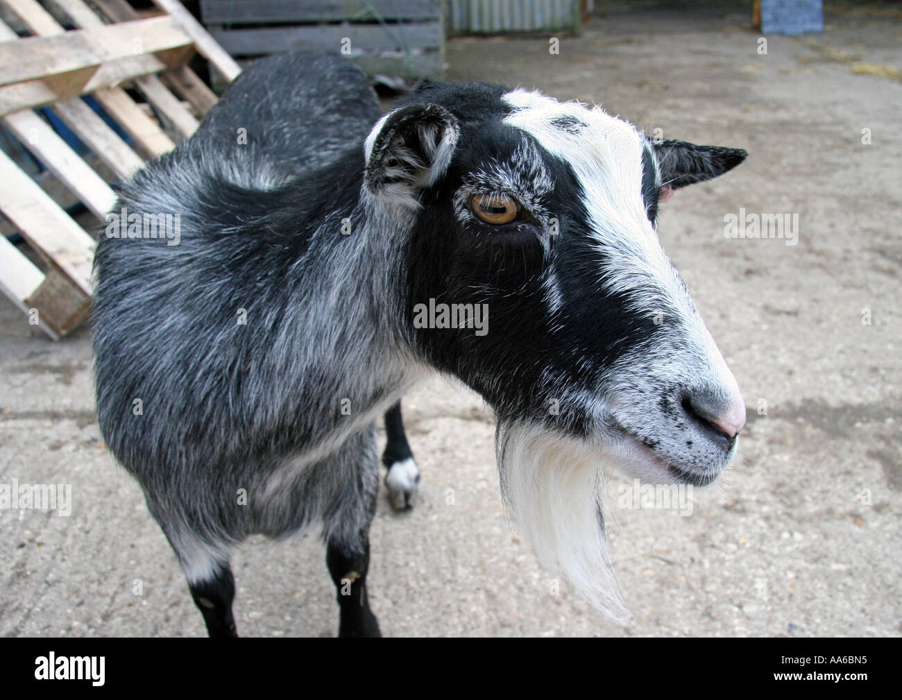 Ziege mit ziegenbock -Fotos und -Bildmaterial in hoher Auflösung – Alamy