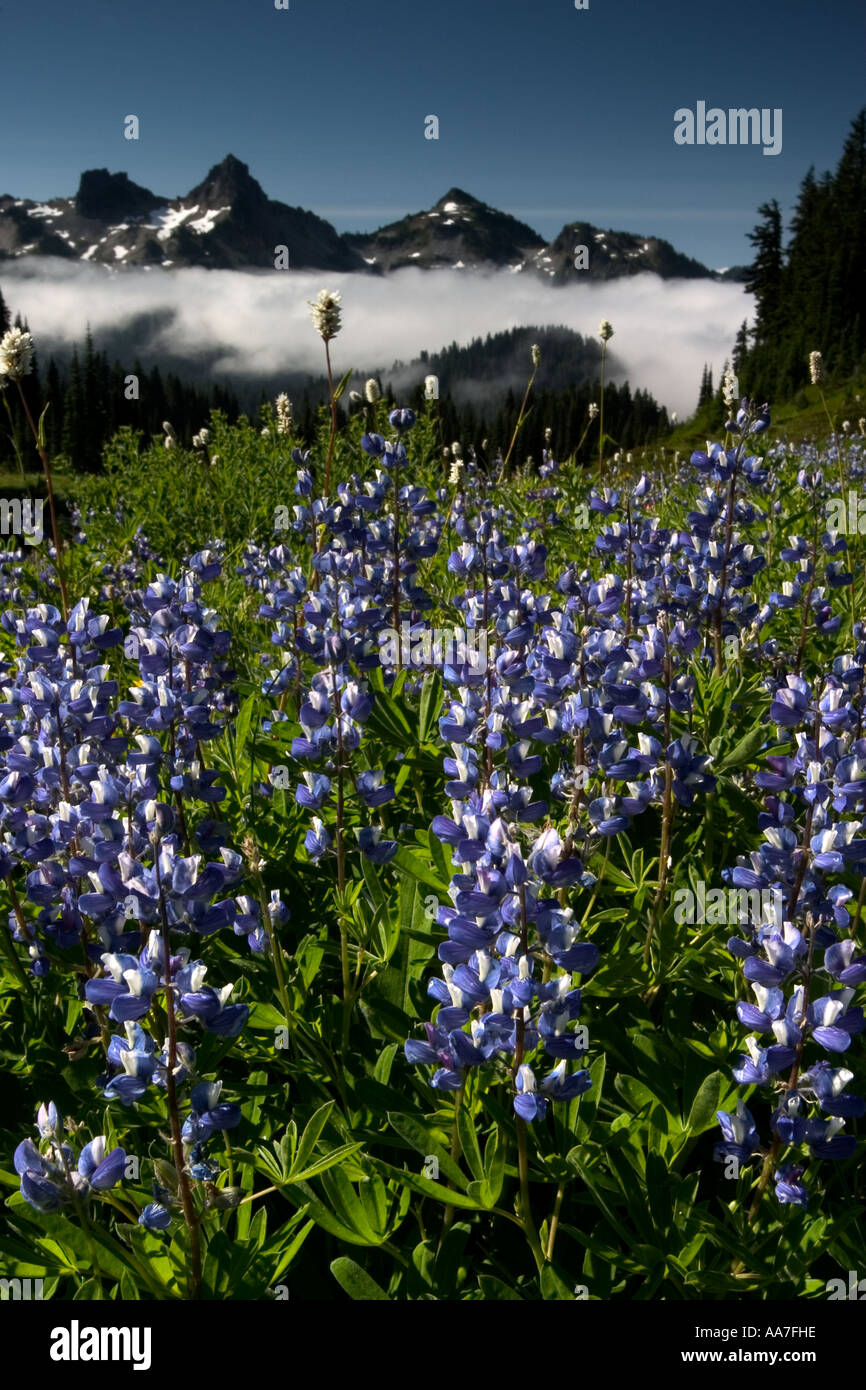 Tatoosh bereich -Fotos und -Bildmaterial in hoher Auflösung – Alamy