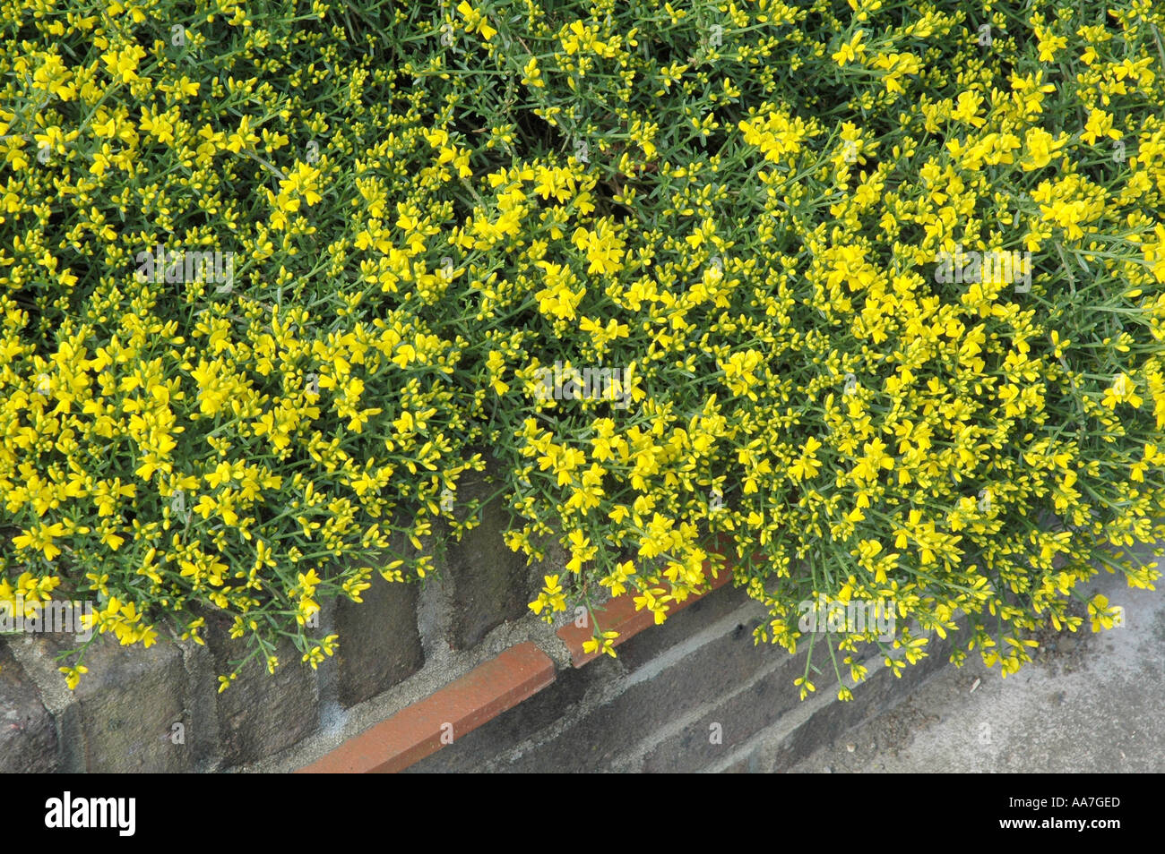 Genista lydia -Fotos und -Bildmaterial in hoher Auflösung – Alamy