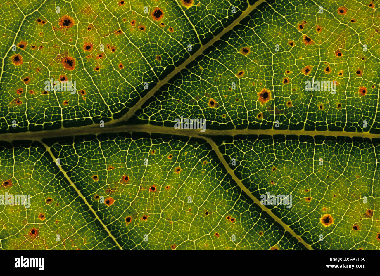 Amerikanische Eiche Blatt Quercus rubra Stockfotografie - Alamy