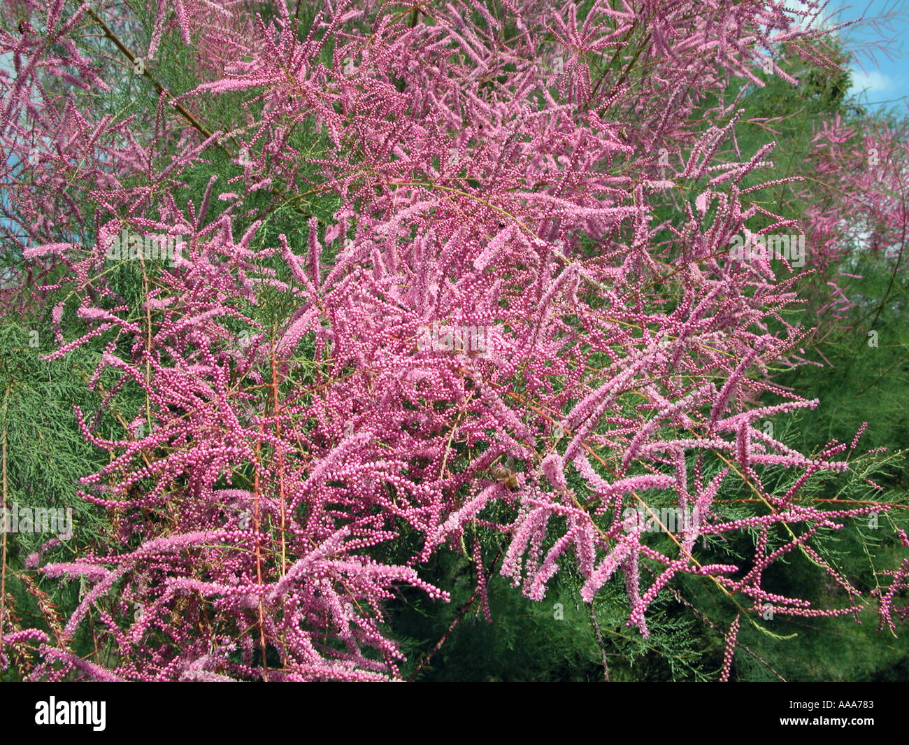 Tree tamarisk tamarix pentandra -Fotos und -Bildmaterial in hoher ...