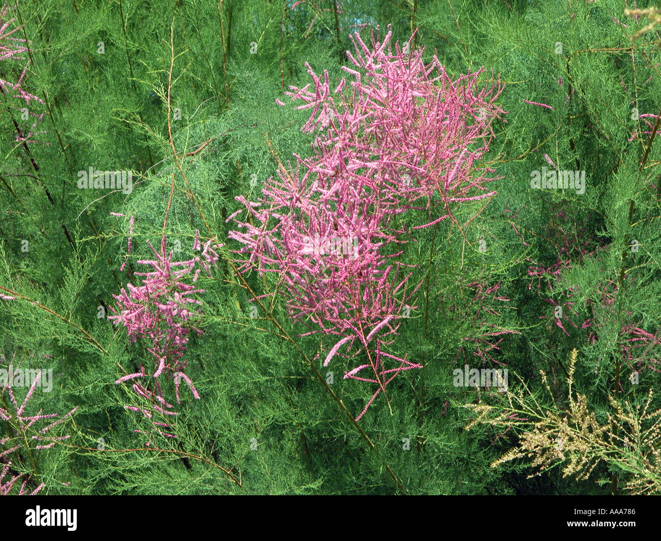 Tree tamarisk tamarix pentandra -Fotos und -Bildmaterial in hoher ...