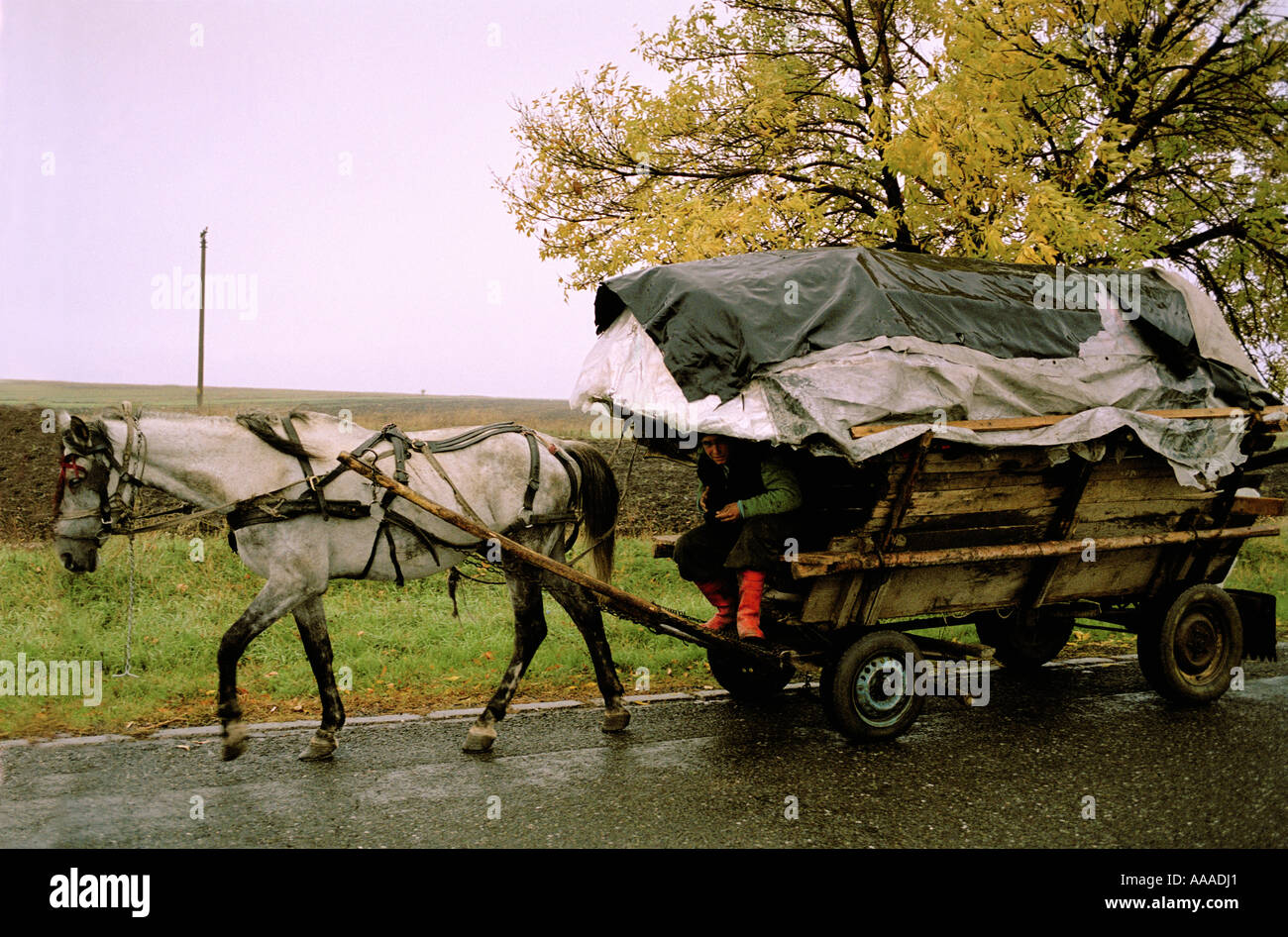 Pferde zigeuner wohnwagen -Fotos und -Bildmaterial in hoher Auflösung ...