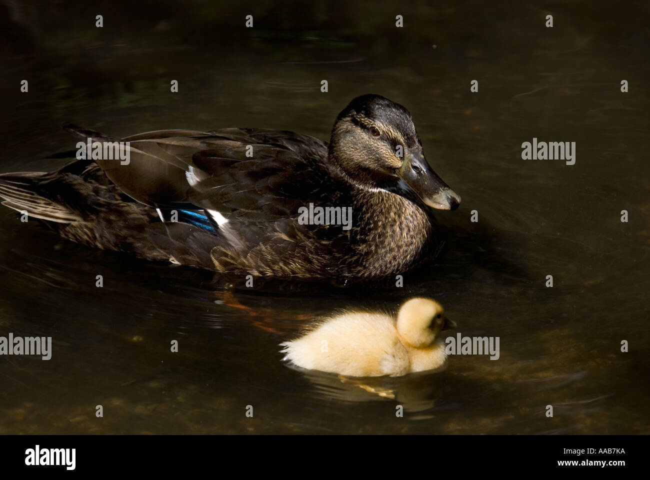 Khaki campbell ente -Fotos und -Bildmaterial in hoher Auflösung – Alamy
