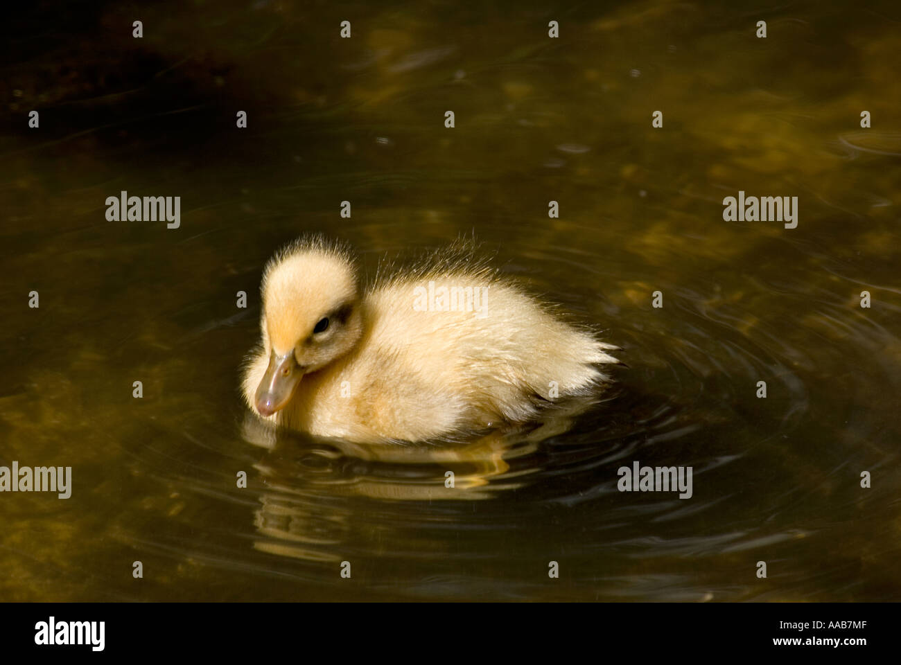 Rouen ducks -Fotos und -Bildmaterial in hoher Auflösung – Alamy