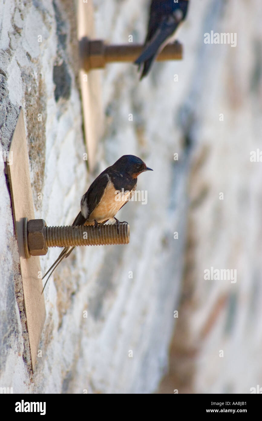 Bird Nature Fly Martlet Stockfotos und -bilder Kaufen - Alamy