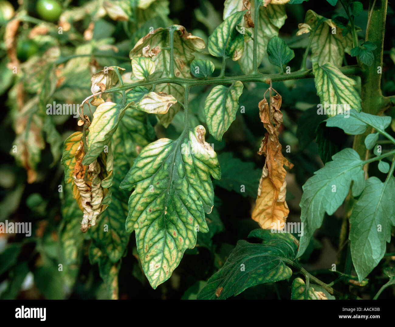 Magnesium deficiency tomato -Fotos und -Bildmaterial in hoher Auflösung ...