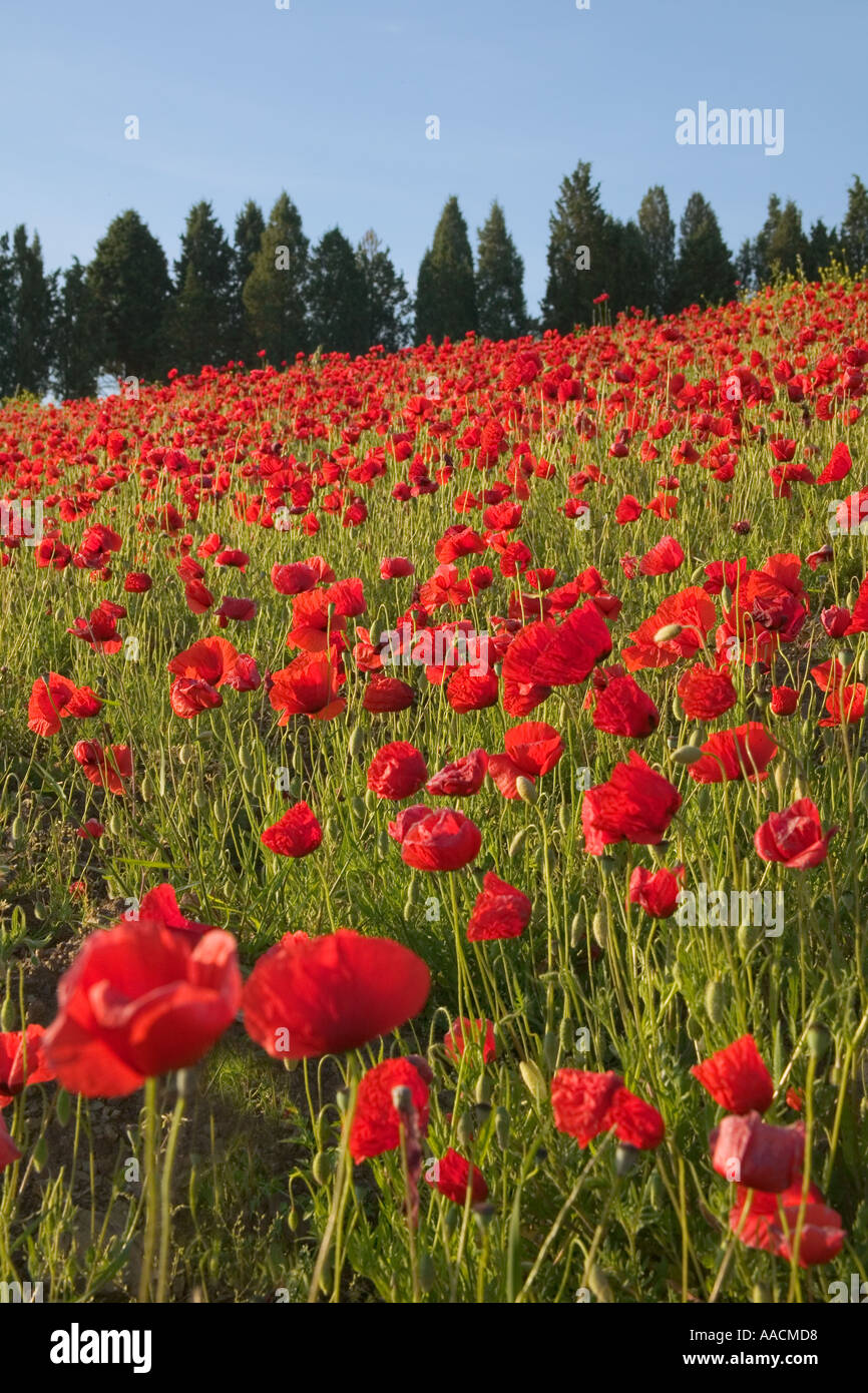 Mohn Felder Viel Blumen
