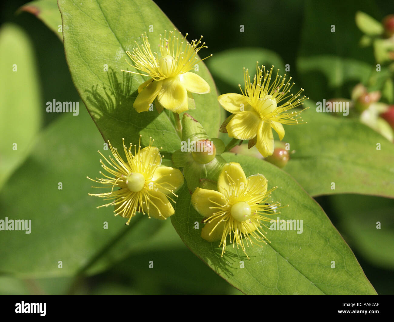 Hypericum berries -Fotos und -Bildmaterial in hoher Auflösung - Seite 2 ...