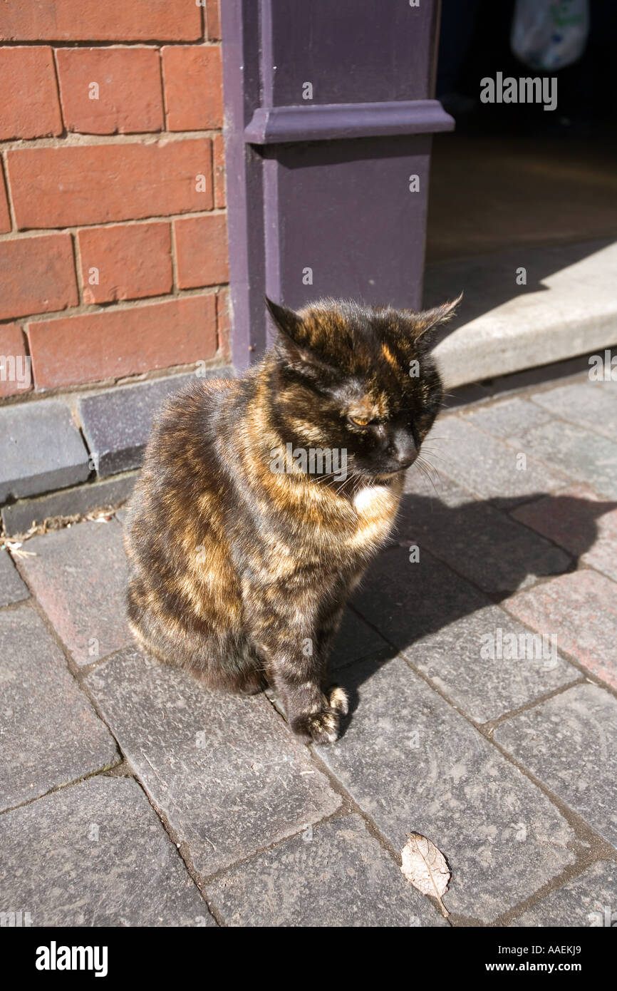 Katze dudley -Fotos und -Bildmaterial in hoher Auflösung – Alamy