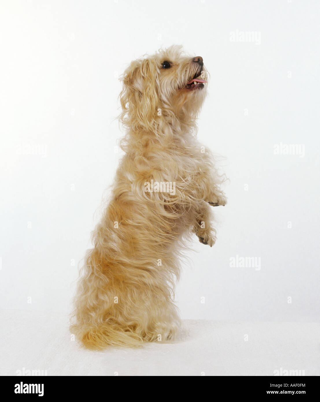 Hunde pfote -Fotos und -Bildmaterial in hoher Auflösung – Alamy