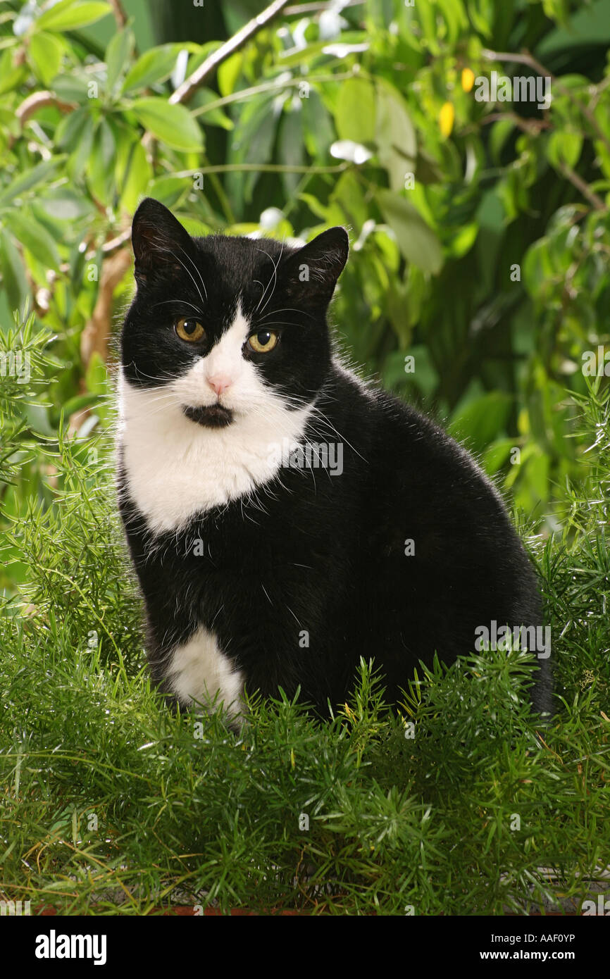 Schwarzweiss katze -Fotos und -Bildmaterial in hoher Auflösung – Alamy