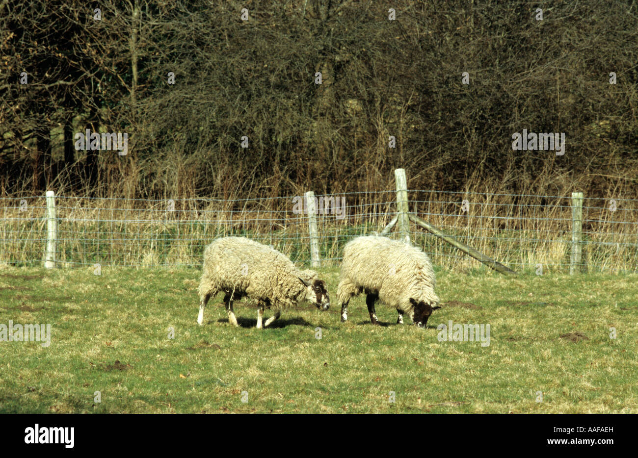Sheep ovis aries -Fotos und -Bildmaterial in hoher Auflösung – Alamy