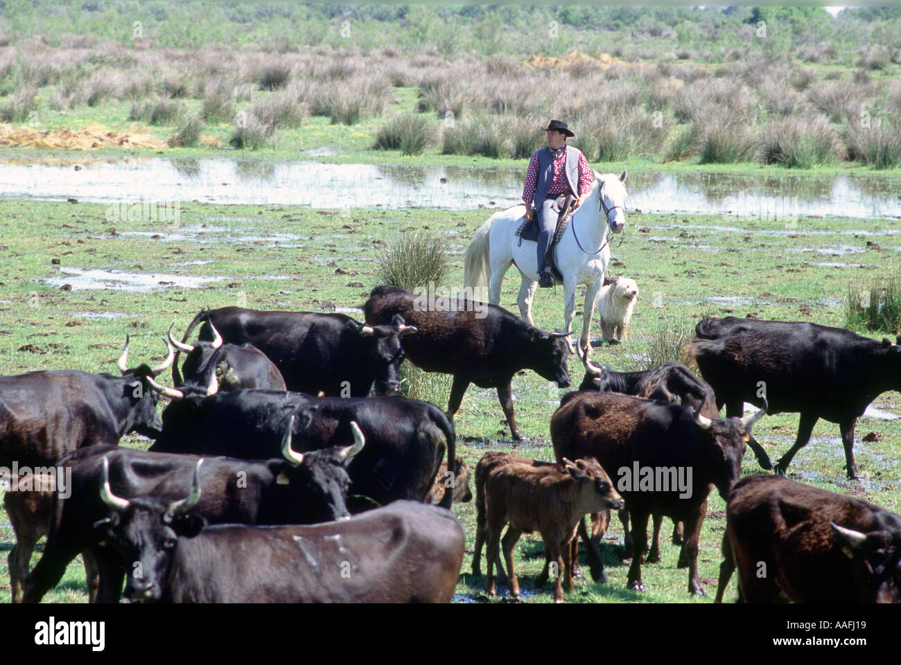 Herde schwarze stiere -Fotos und -Bildmaterial in hoher Auflösung – Alamy