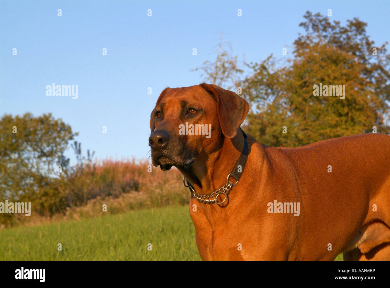 Rhodesian Ridgeback Coat Stockfotos und -bilder Kaufen - Alamy