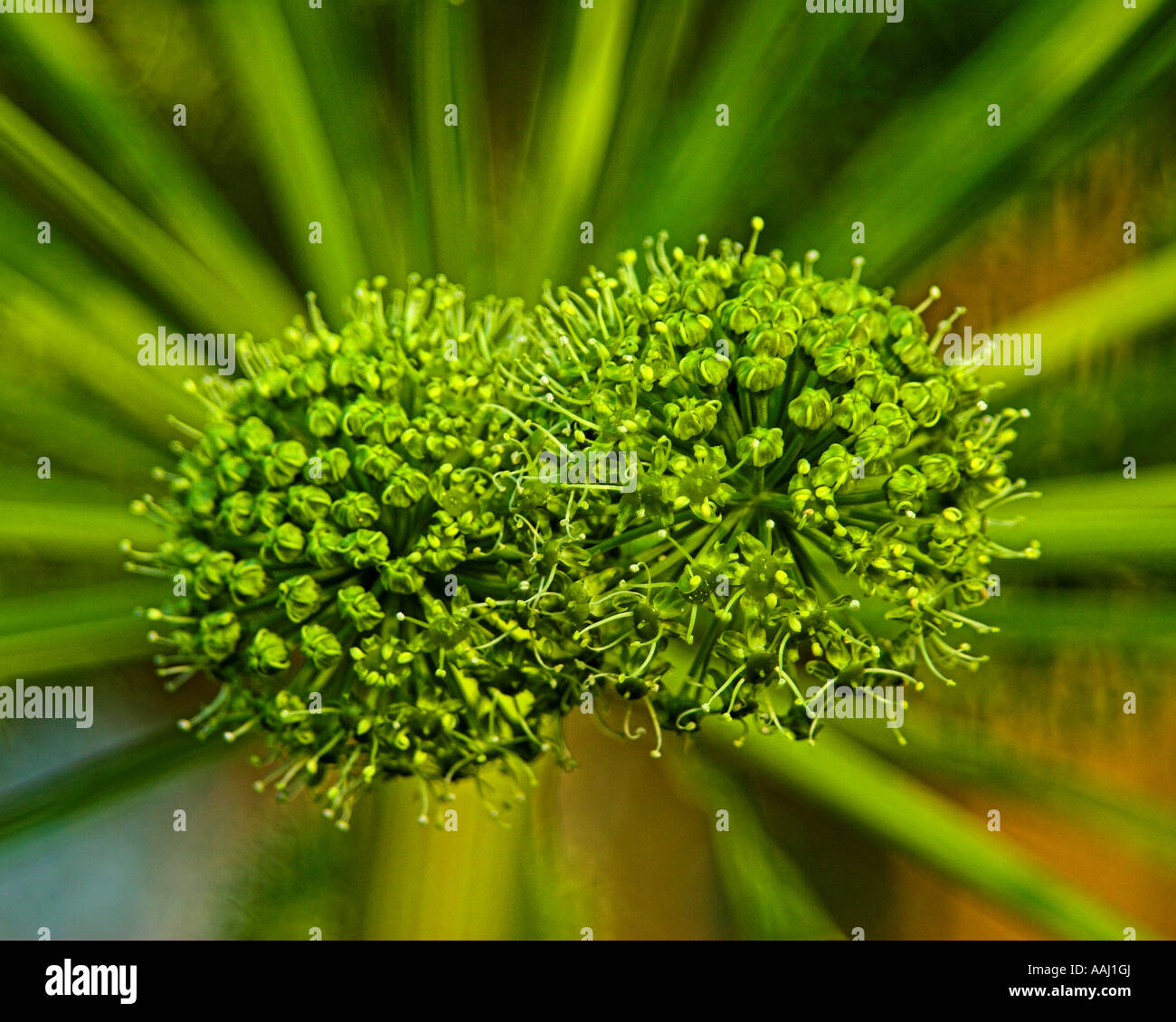 Engelwurz archangelica archangelica officinalis -Fotos und ...