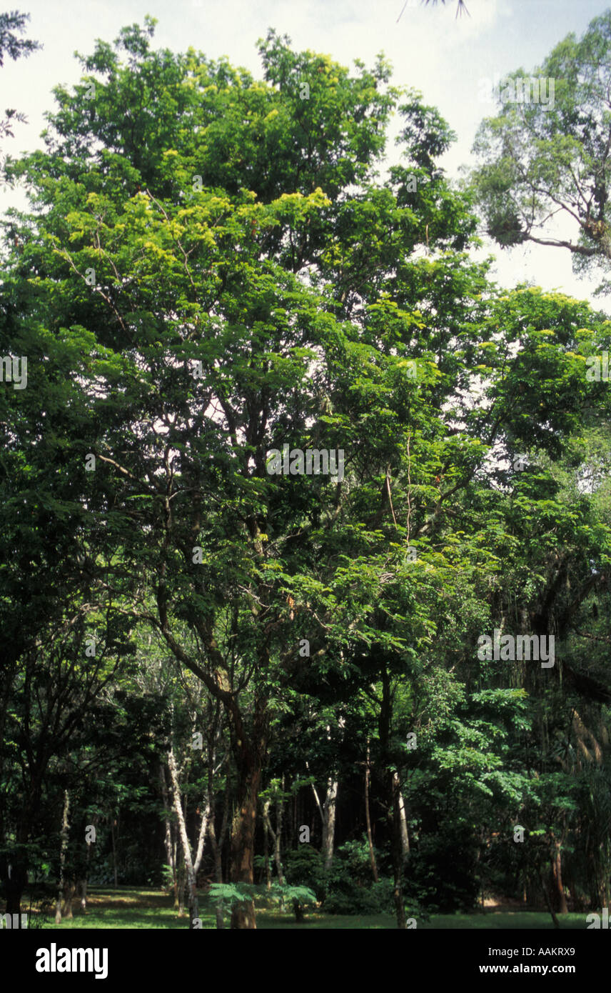 Brasil nationaler Baum von Brasilien Caesalpinia Echinata ...