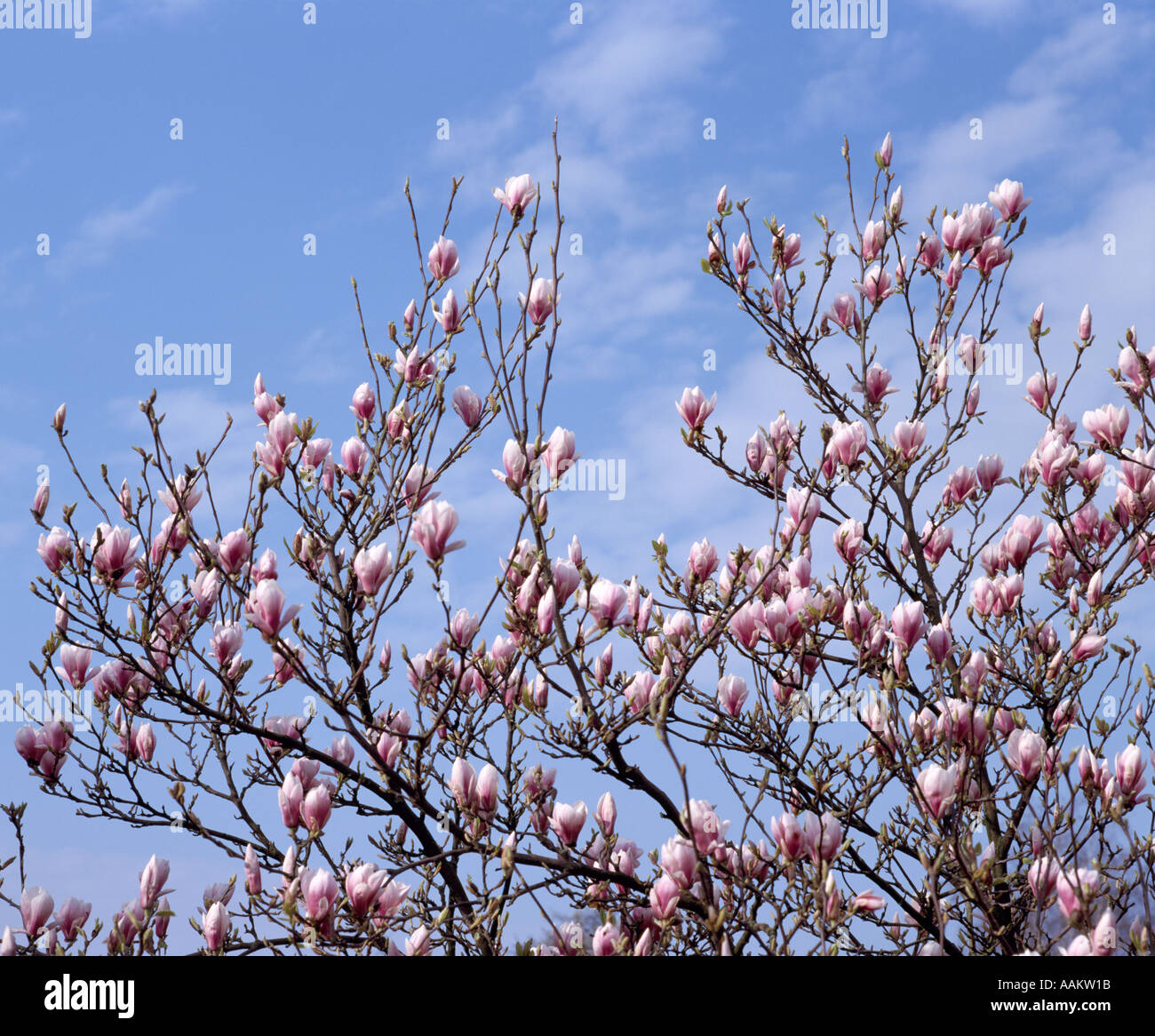 Pierre magnol -Fotos und -Bildmaterial in hoher Auflösung – Alamy