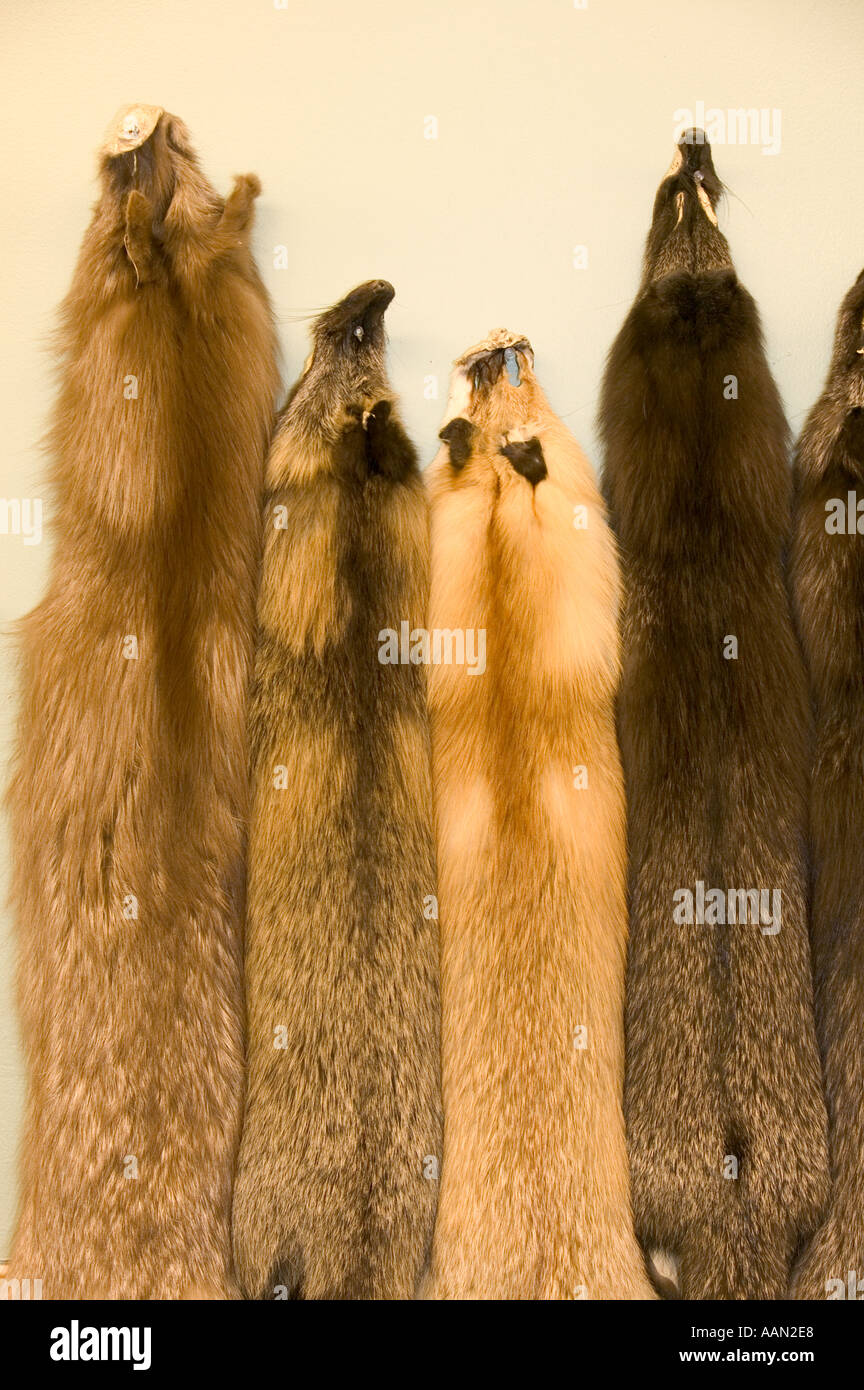 Alaska pelze -Fotos und -Bildmaterial in hoher Auflösung – Alamy