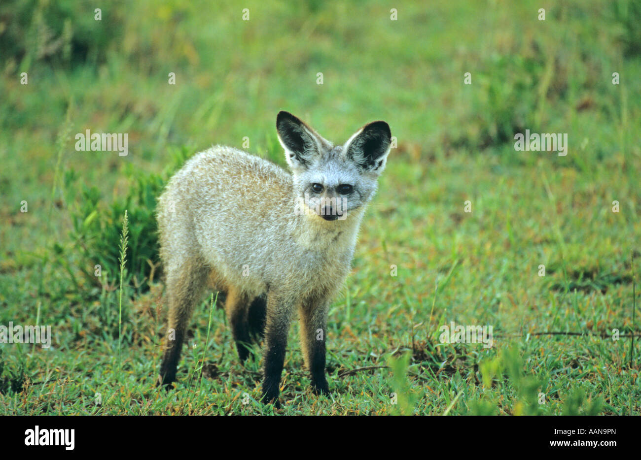Fledermaus ohren fuchs look -Fotos und -Bildmaterial in hoher Auflösung ...