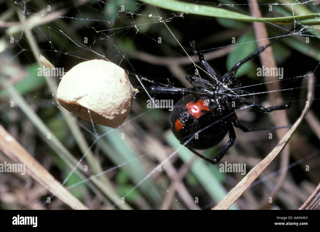 Südliche Schwarze Witwe Stockfotos und -bilder Kaufen - Alamy