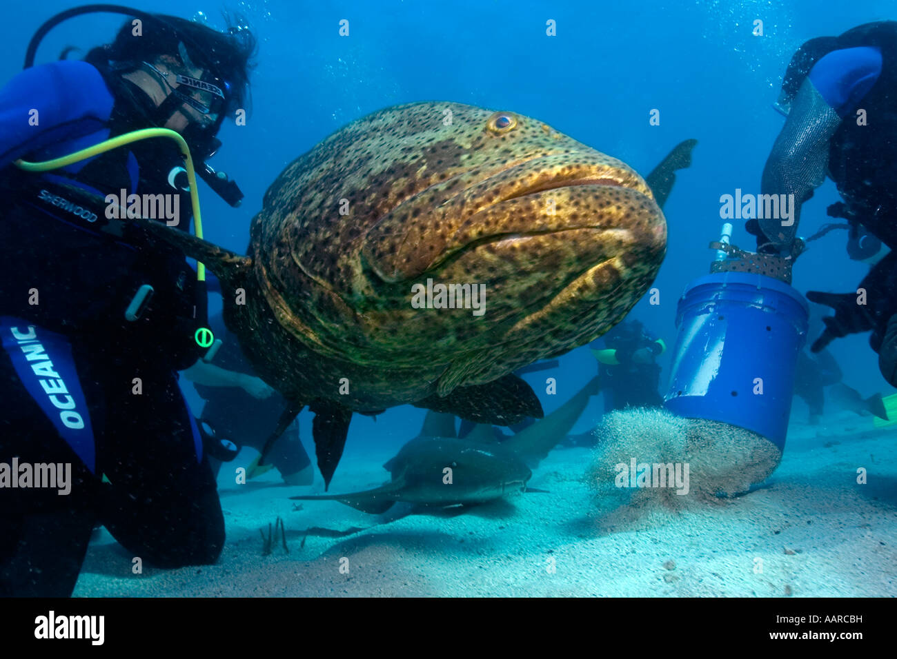 Goliath Zackenbarsch Epinephelus Itajara Melasse Reef Key Largo Florida ...