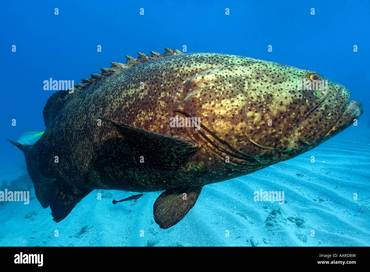 Goliath grouper jew fish -Fotos und -Bildmaterial in hoher Auflösung ...