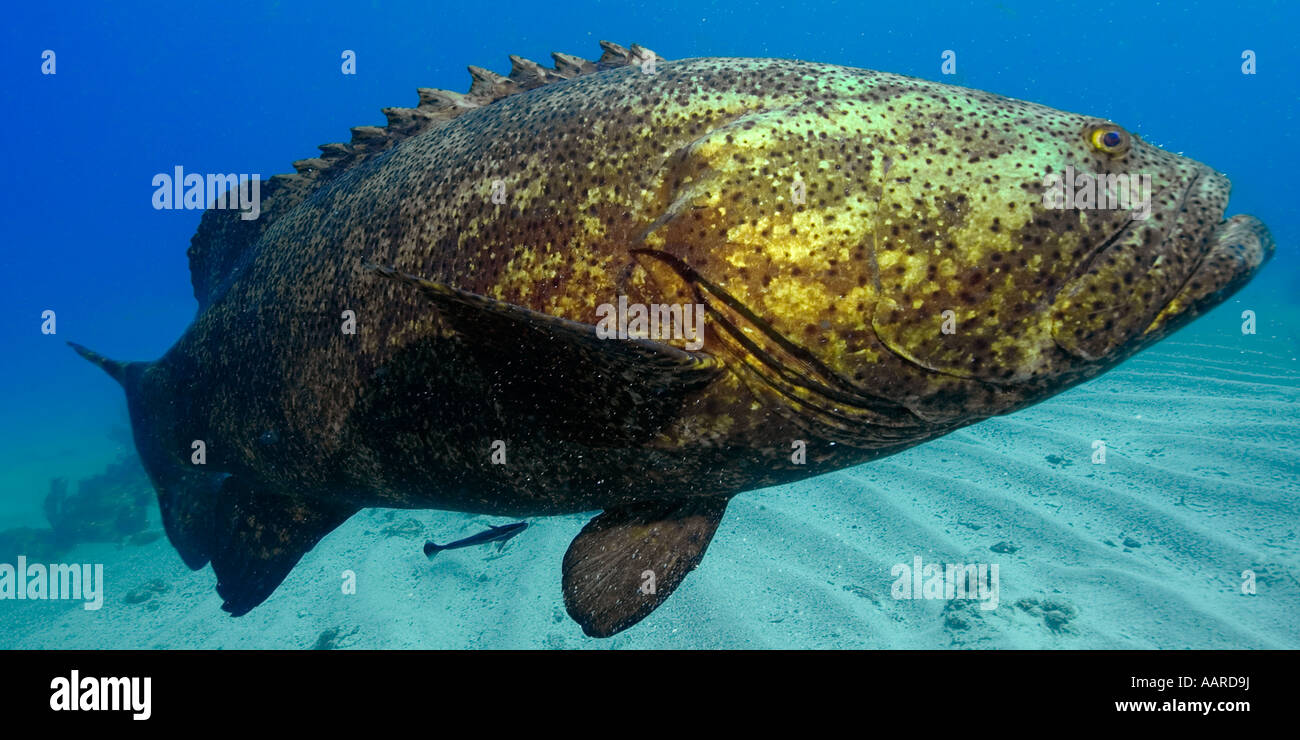 Goliath grouper jew fish -Fotos und -Bildmaterial in hoher Auflösung ...