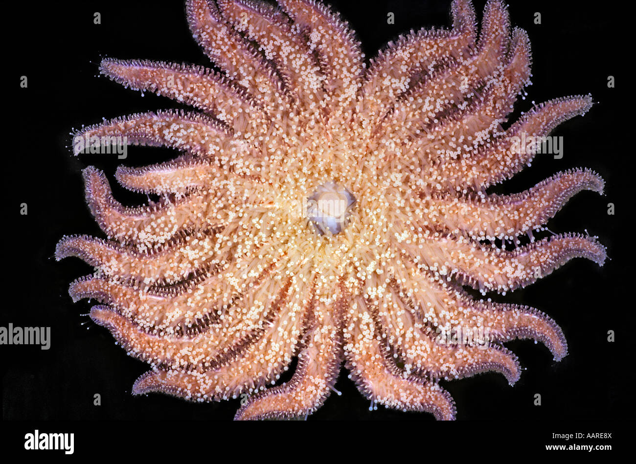 Seestern Magen Stockfotos und -bilder Kaufen - Alamy