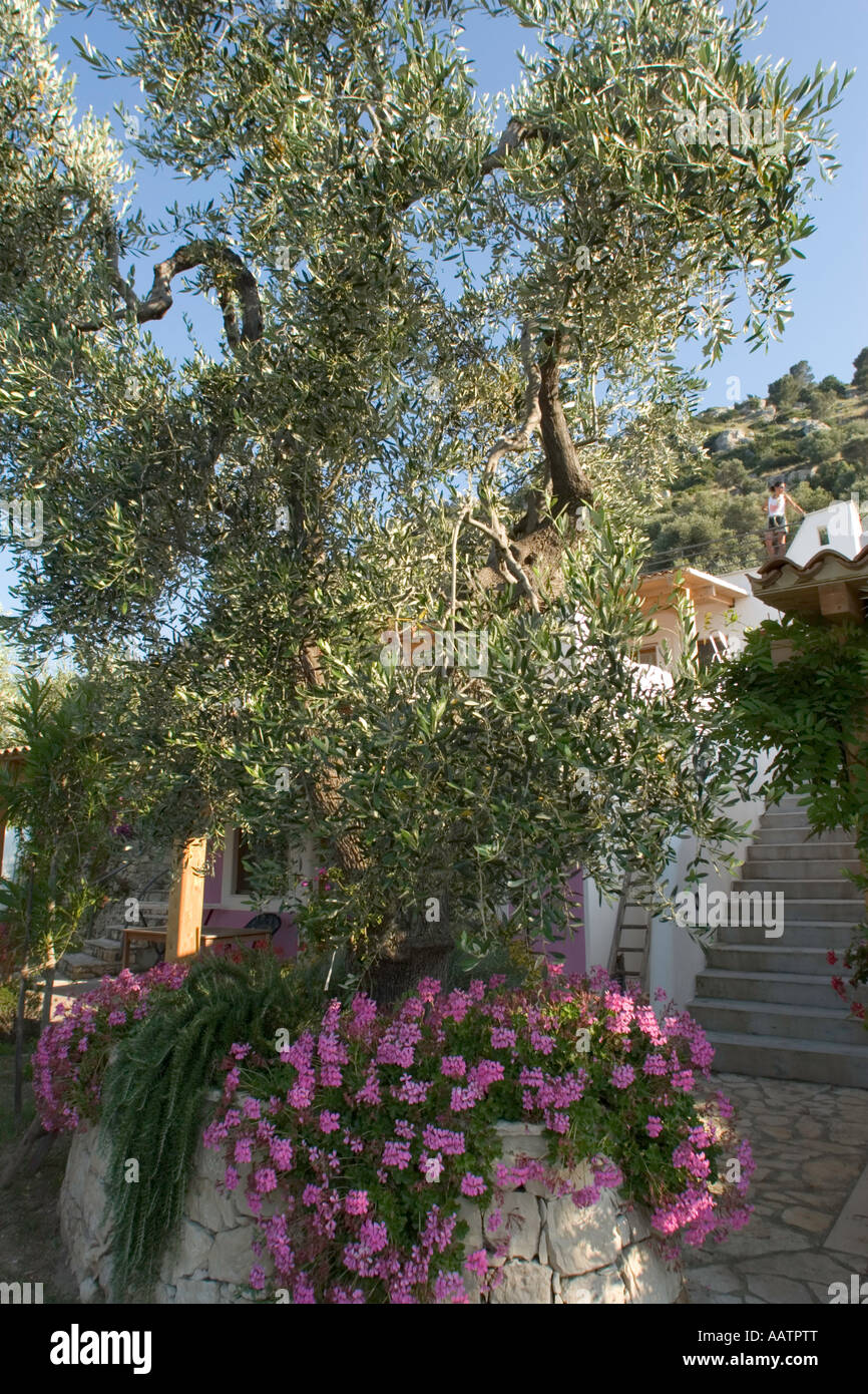 Olivenbaum im Garten, Mattinata, Gargano, Apulien, Italien ...