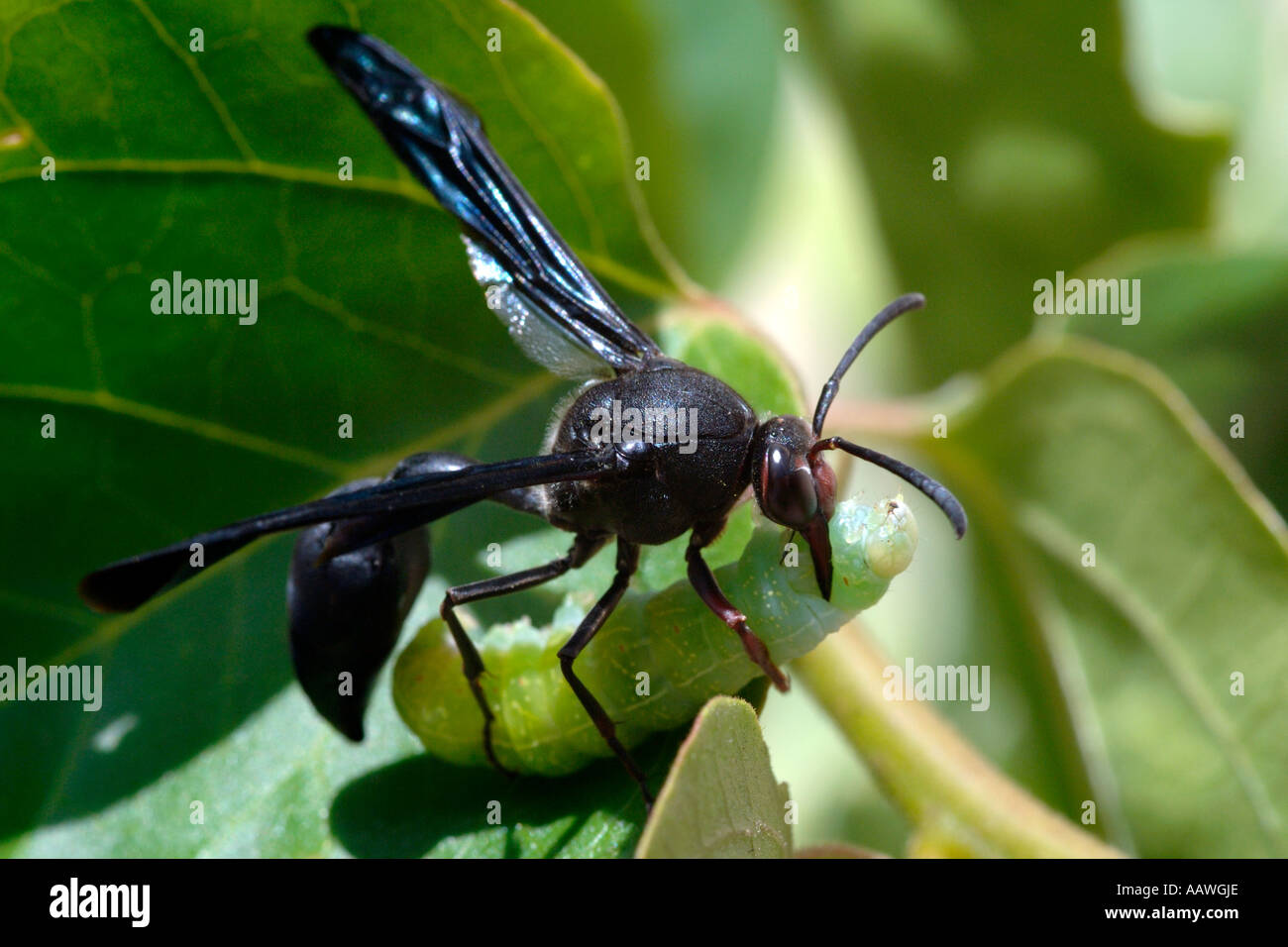 Eine Wespe (Arten: Delta Emarginatum, Familie: Eumenidae, Bestellung ...