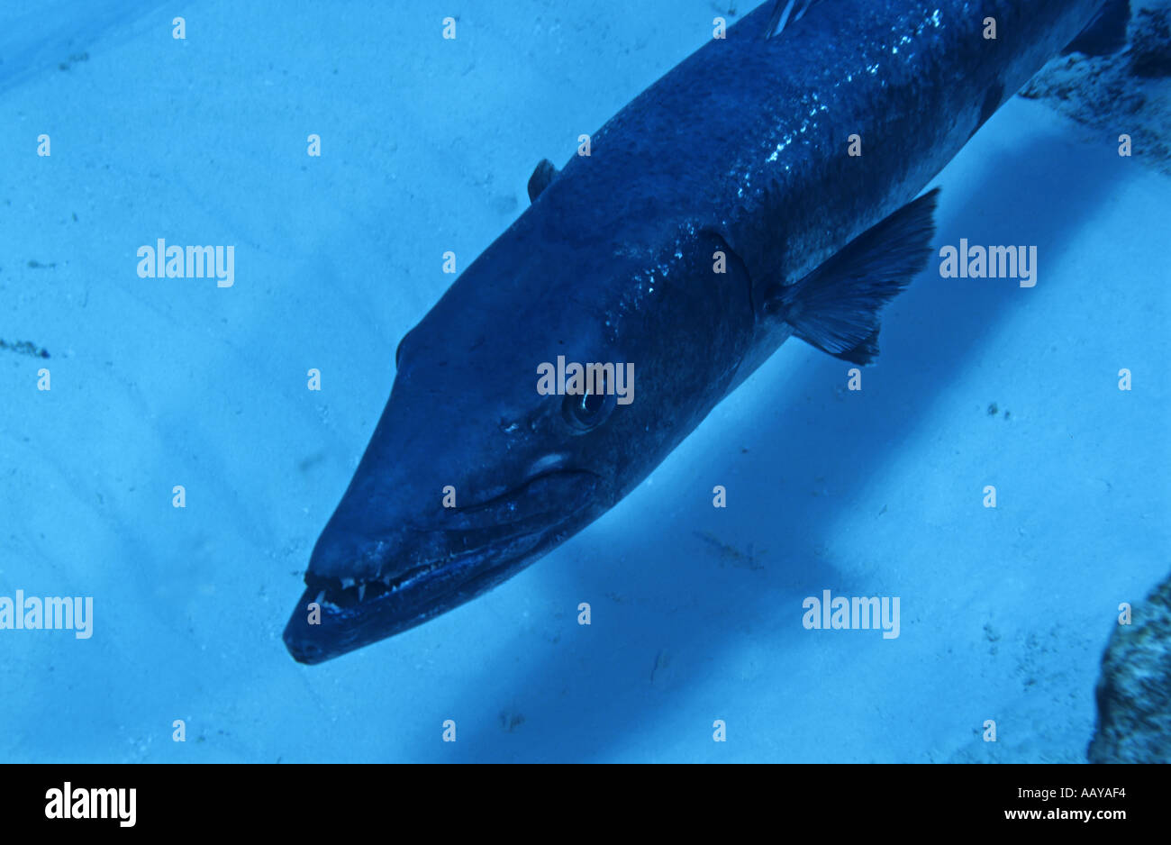 Kopf eines großen Barracuda (größten Barracuda), Santa Rosa, Insel ...