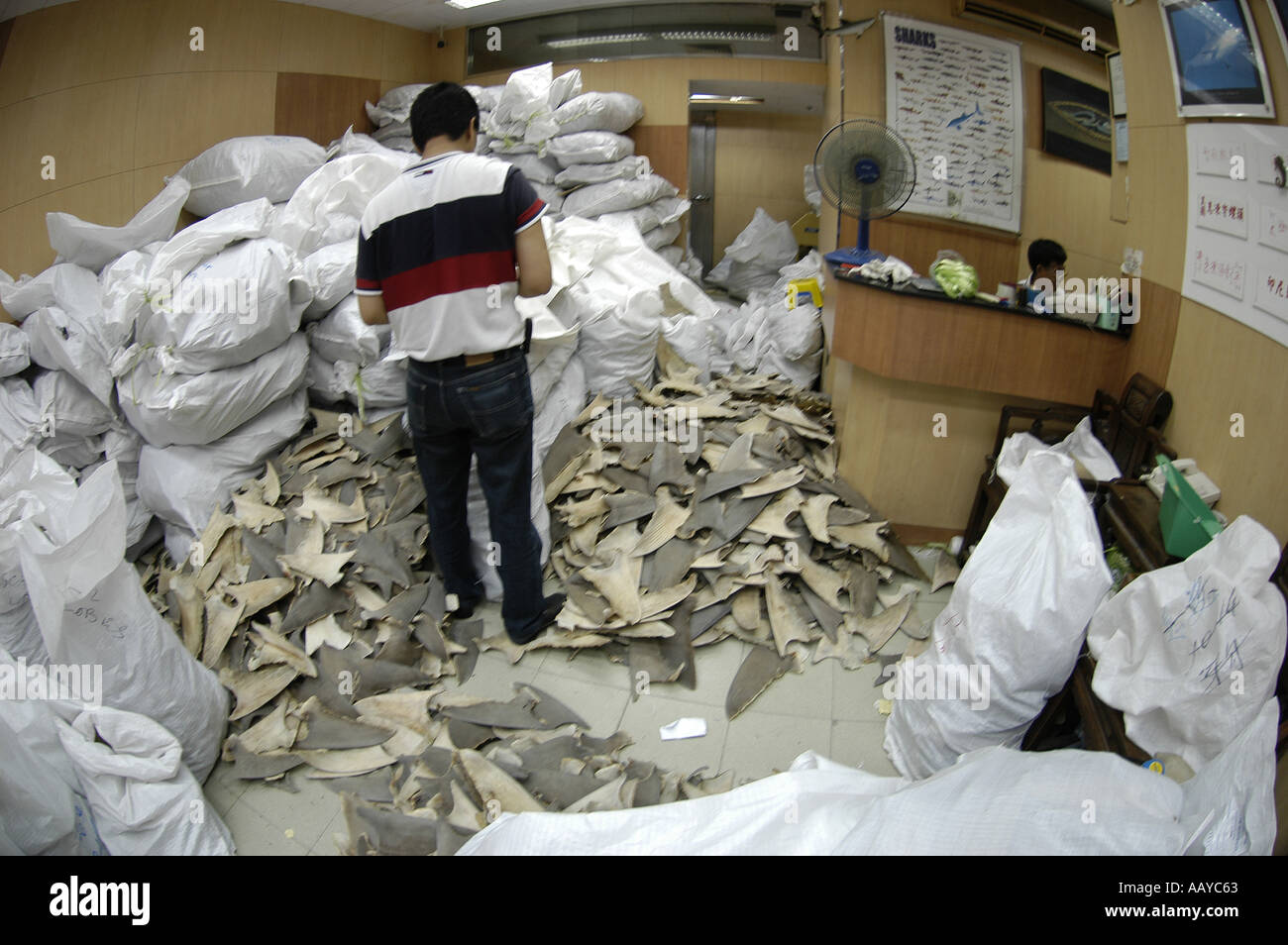 Shark Fin Großhandel Lager Haifischflossen ist eines der Welt s ...