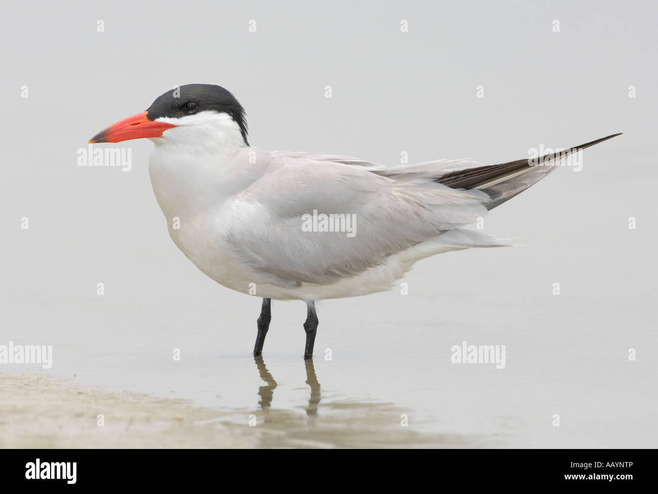 Raubseeschwalbe Zucht Gefieder am Strand von Florida Fort DeSoto Park ...