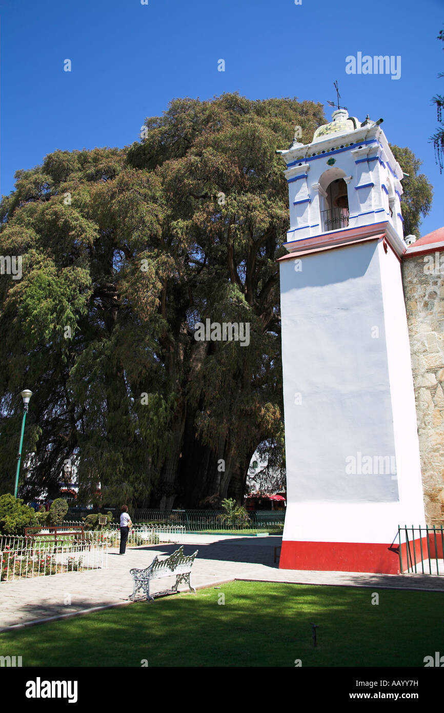 Riesige Zypresse Tule, Arbol del Tule, Kirche Santa Maria, Santa Maria ...