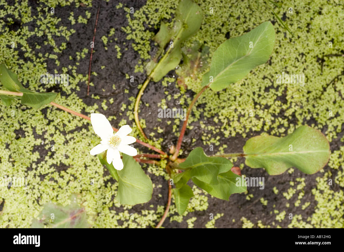 Wildwasser-Blume der Yerba Mansa - Anemopsis Californica oder ...