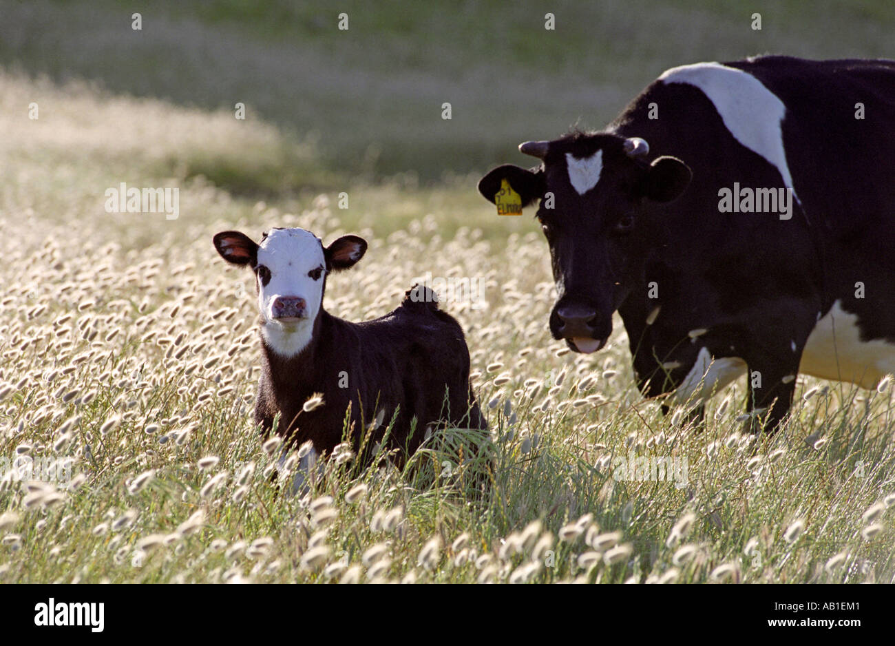 Holstein friesian cow calf on -Fotos und -Bildmaterial in hoher ...