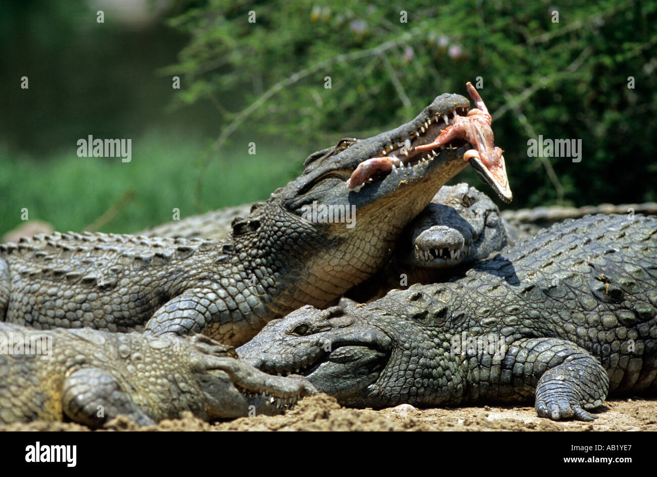 Croc cannibalism Stockfotos und -bilder Kaufen - Alamy