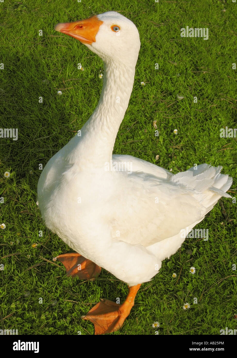 Weisse gans -Fotos und -Bildmaterial in hoher Auflösung – Alamy