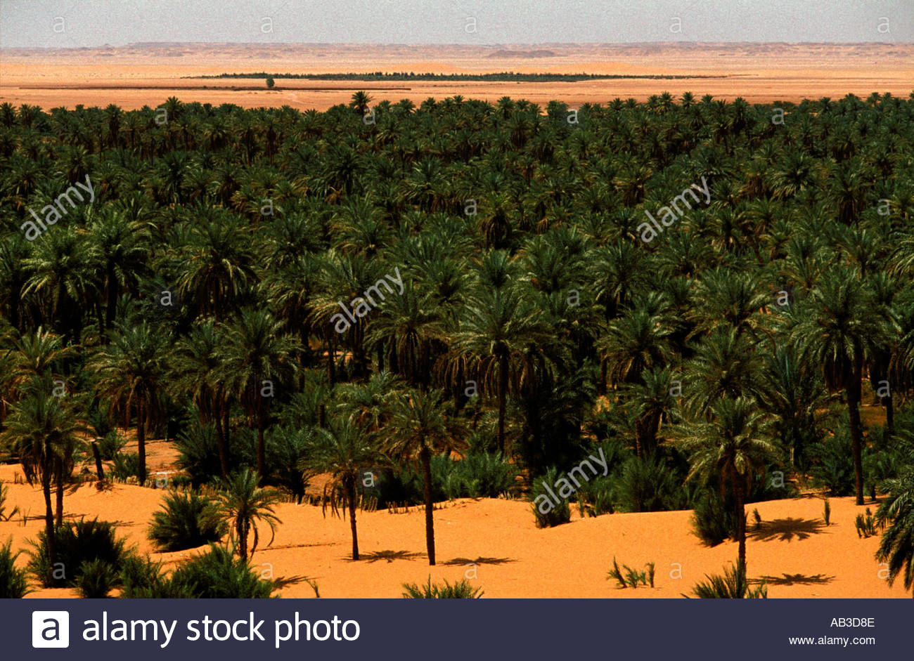 Algeria North Africa Agriculture Farming Stockfotos & Algeria North ...