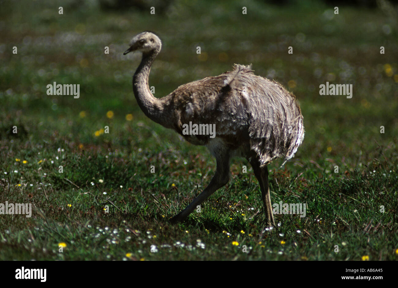 Rhea pennata weniger rhea rhea patagonia chile del paine vogel -Fotos ...