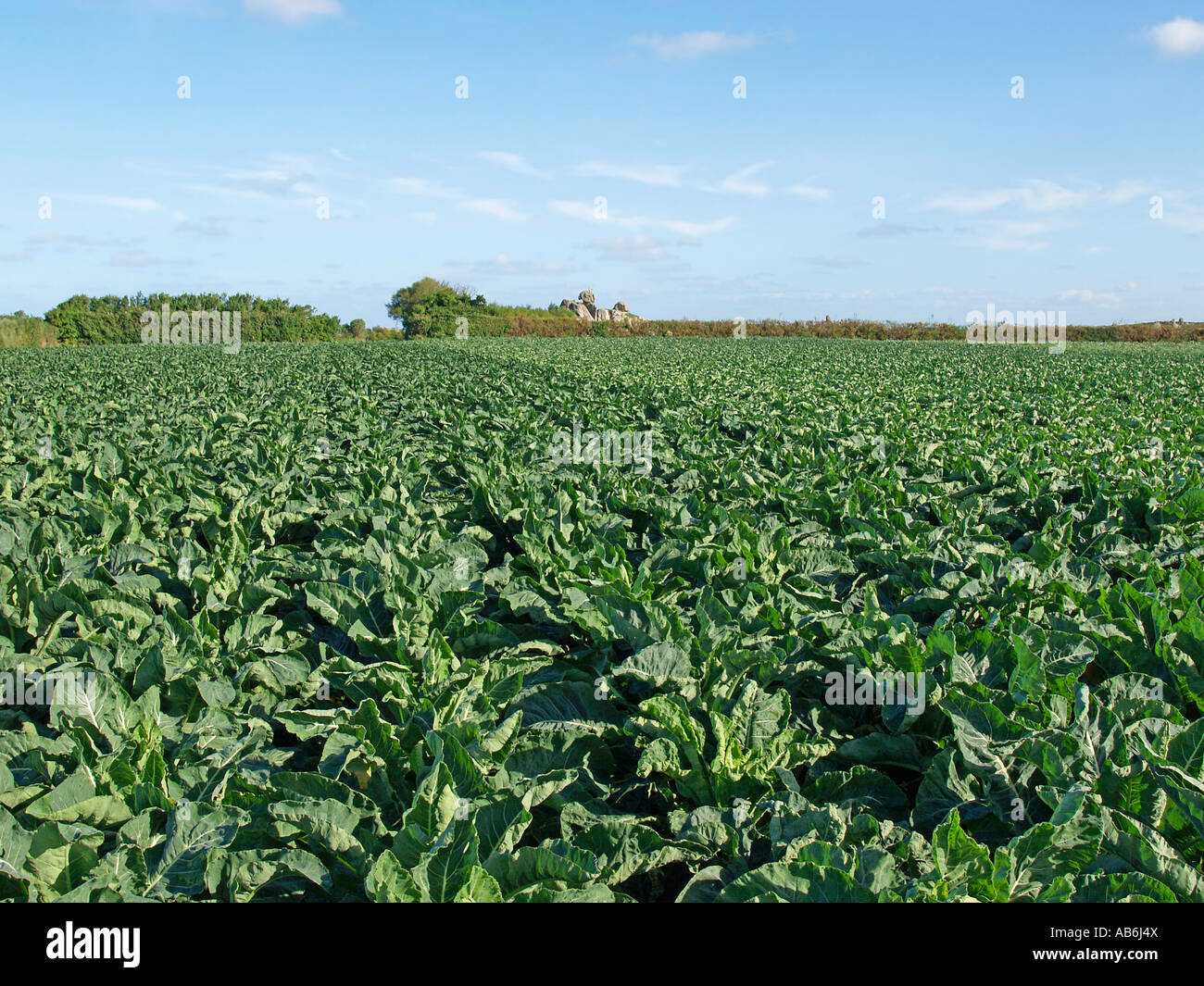 Feld mit Blumenkohl Anbau von Gemüseanbau in Leon Finistere Brittany ...