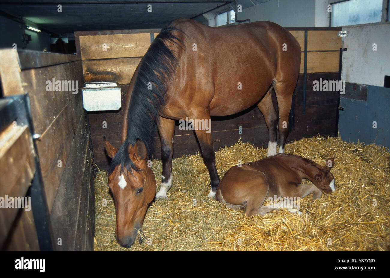 Stuten und fohlen im stall -Fotos und -Bildmaterial in hoher Auflösung ...