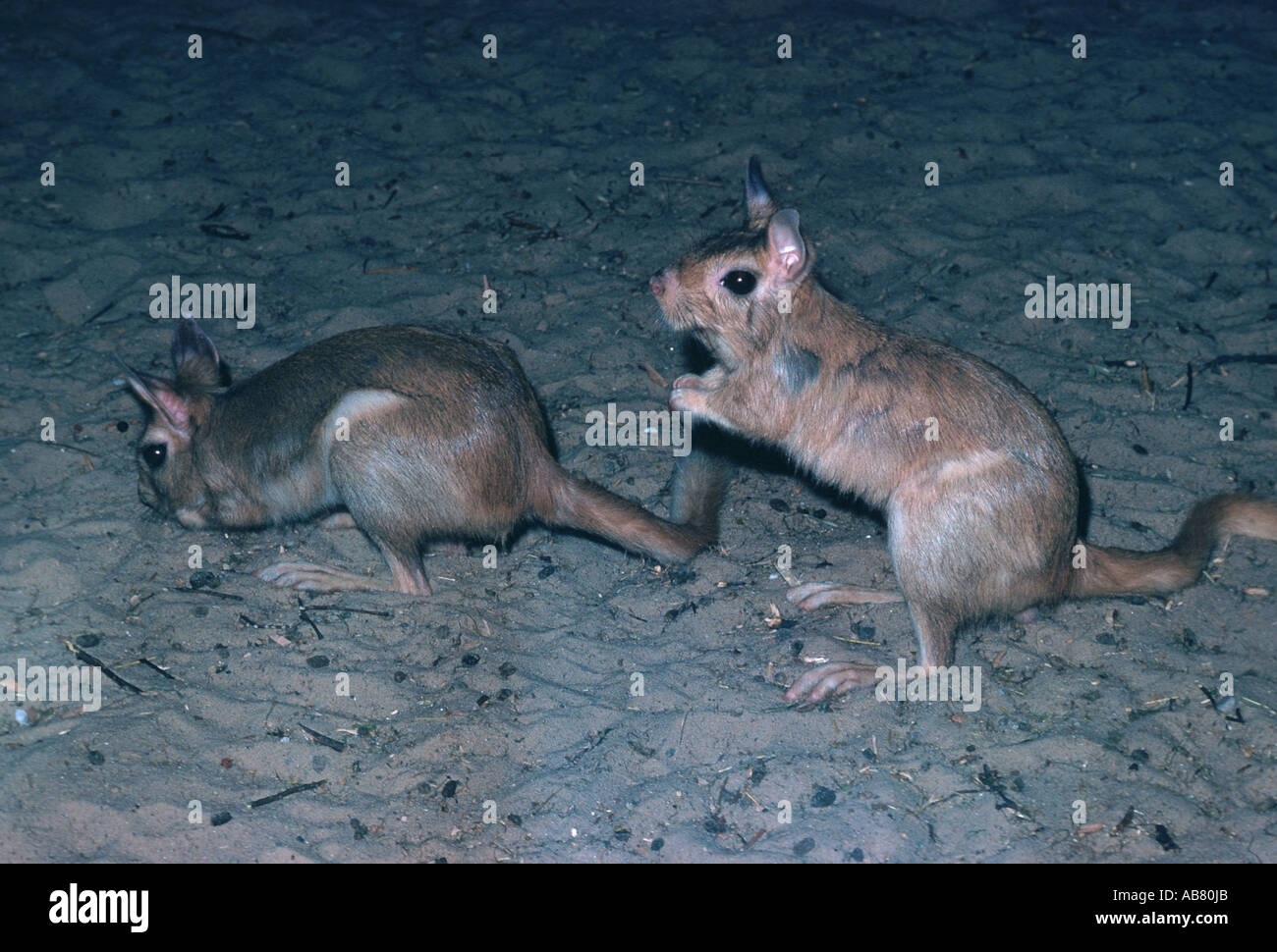 Pedetes Capensis Stockfotos & Pedetes Capensis Bilder - Alamy