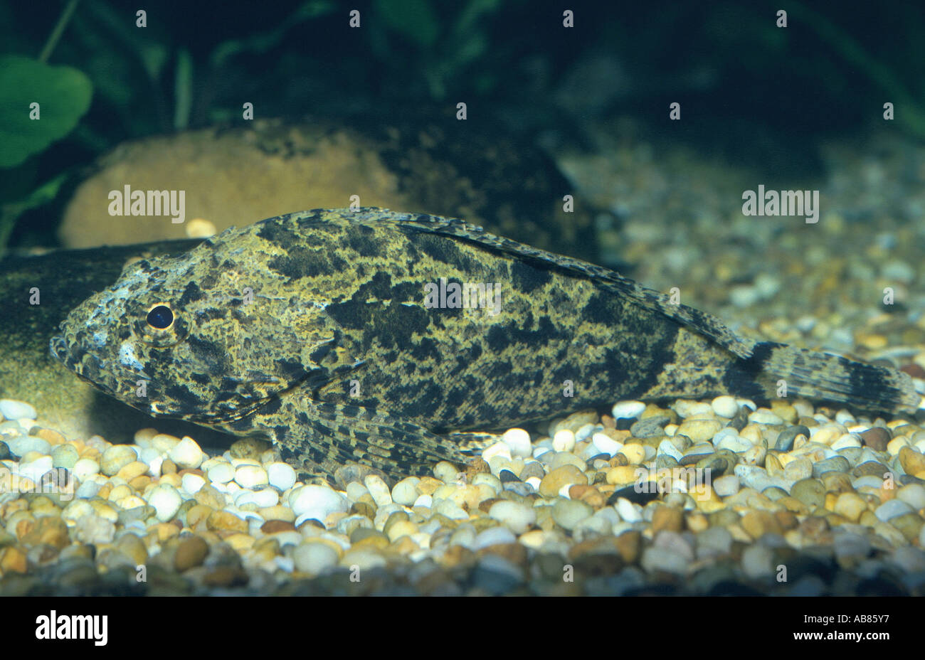 Notesthes robusta -Fotos und -Bildmaterial in hoher Auflösung – Alamy
